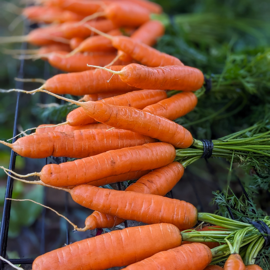 Carrot Bunches | Confluence Farms