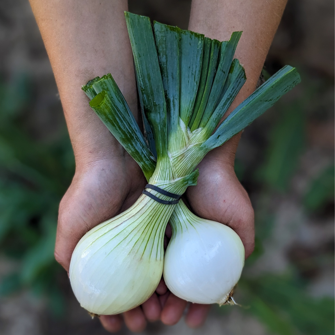 Produce | Confluence Farms