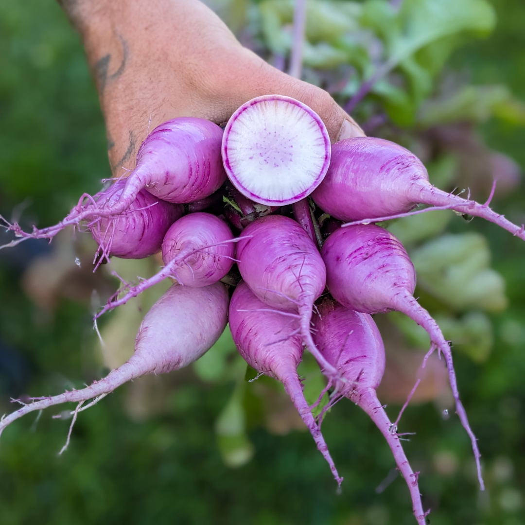 Purple Radish (Bulk) | Confluence Farms
