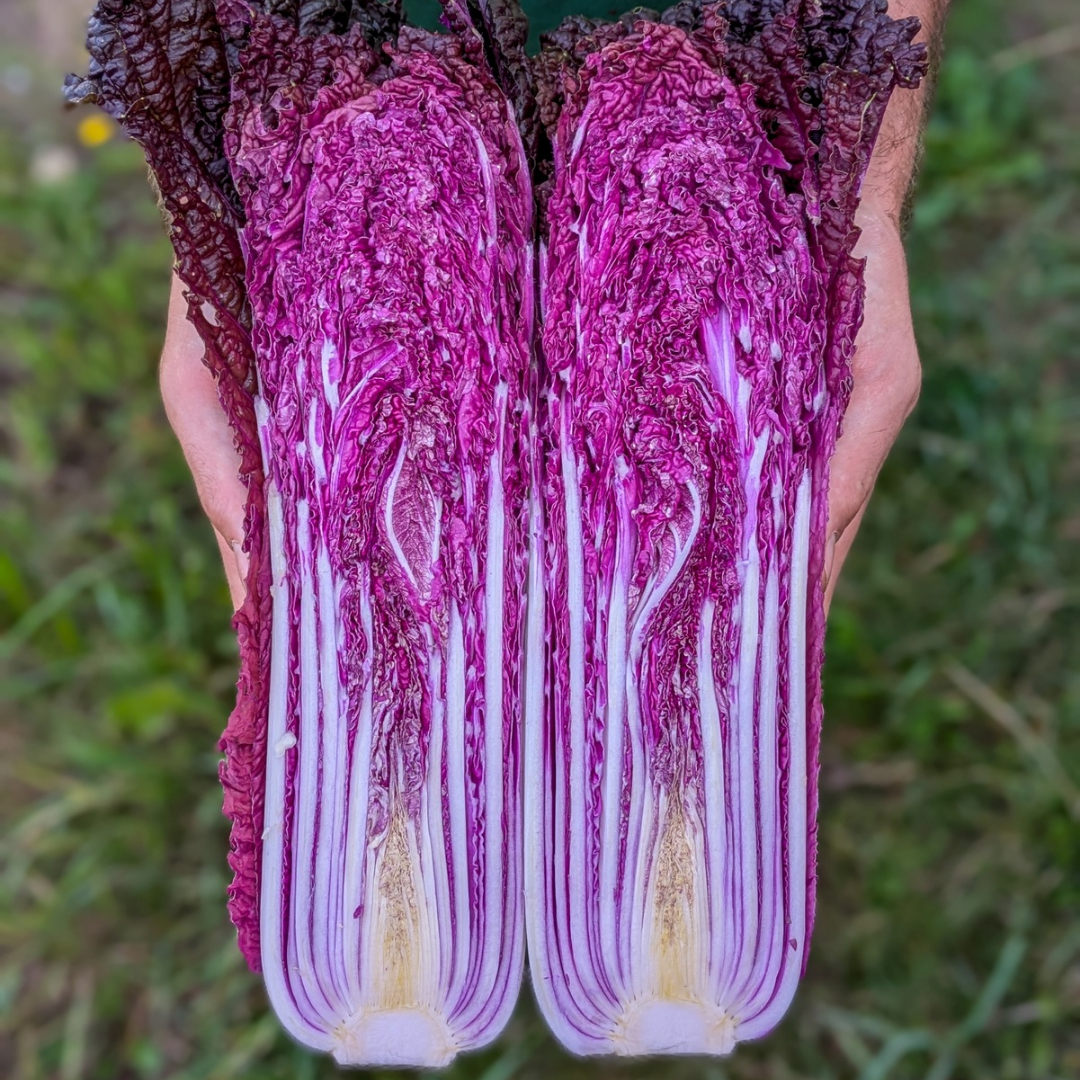 Red Trumpet Napa Cabbage | Confluence Farms